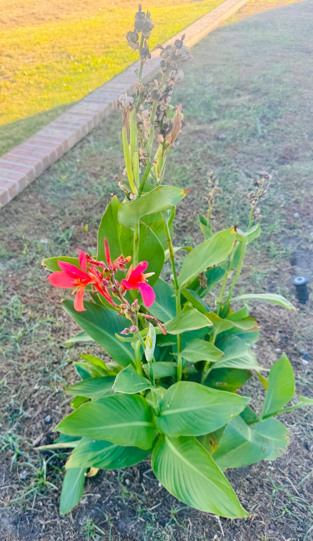Short Red Canna Lilly (indica) Seeds (6 Seeds in a Pack) - Etsy
