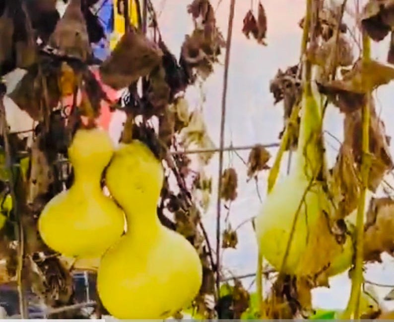 Calabash Bottle Gourd Seeds - Etsy