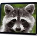 Color by Numbers for Adults Cute Racoon Printable Paint by Numbers ...