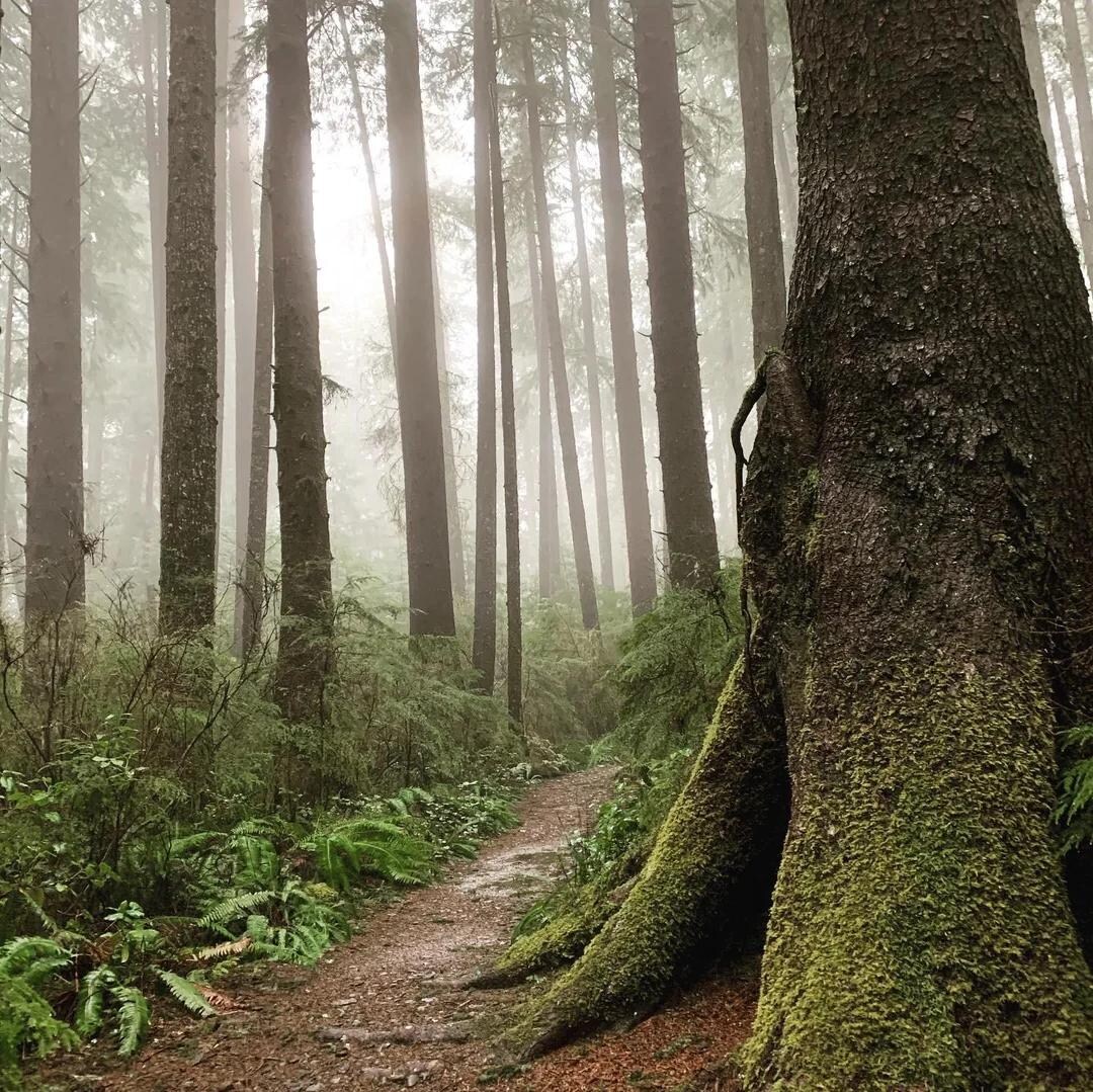 Mystical Foggy Forest Paint by Number Kit Create Serene Landscape Art ...