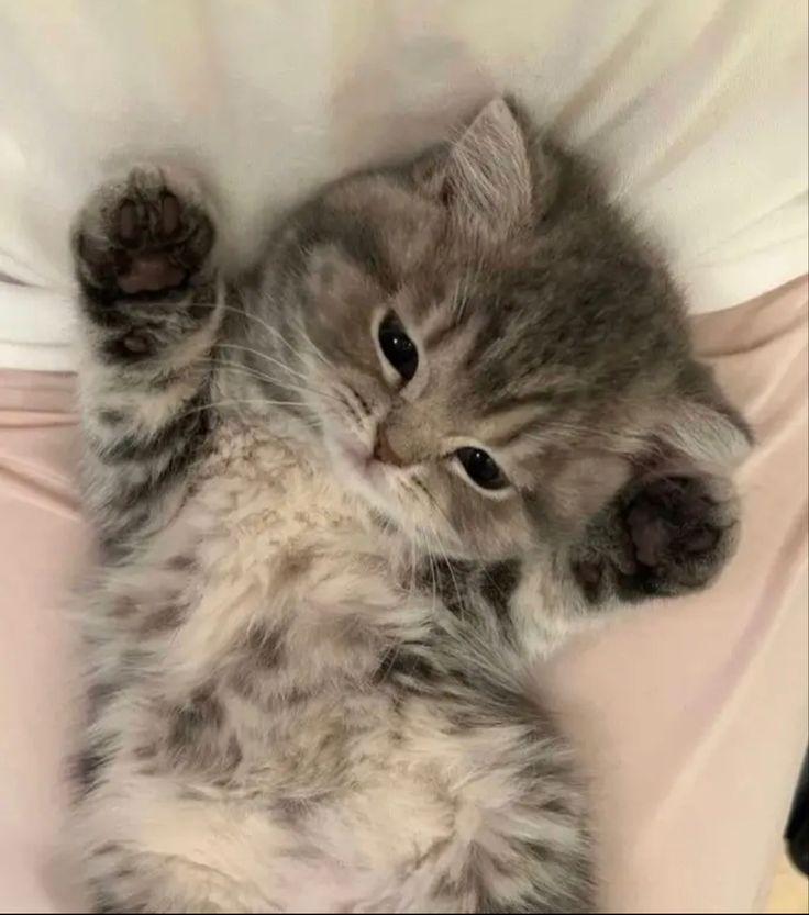 Cute Kitty With Plushy Digital Paint by Number Kit Adorable DIY Cat Art ...