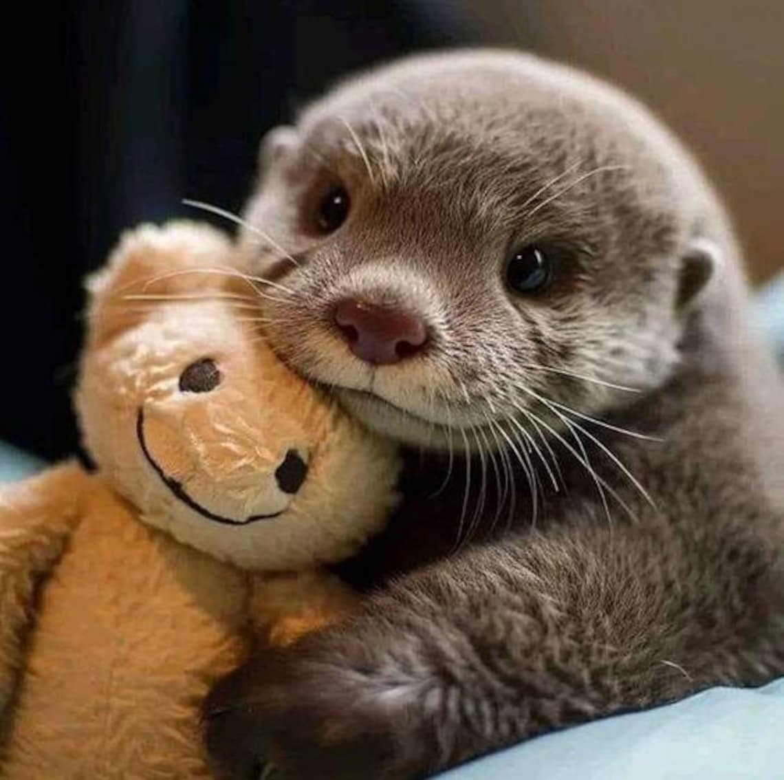 Cute Otter With Plushy Digital Paint by Number Kit Adorable DIY Animal ...