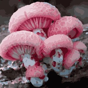 Color by Numbers for Adults Pink Mushroom Printable Paint by Numbers ...