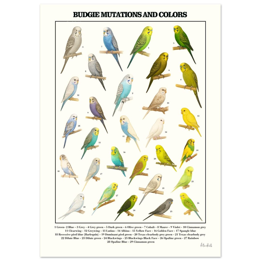 Budgie Mutations and Colors Drawings Poster – Bird Art Print – Parrot ...