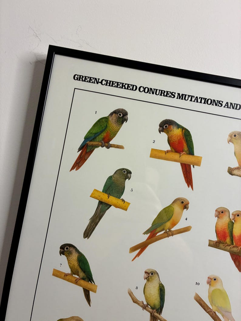 Green Cheek Conures Parrot Mutation Poster – Parrot Species Chart ...