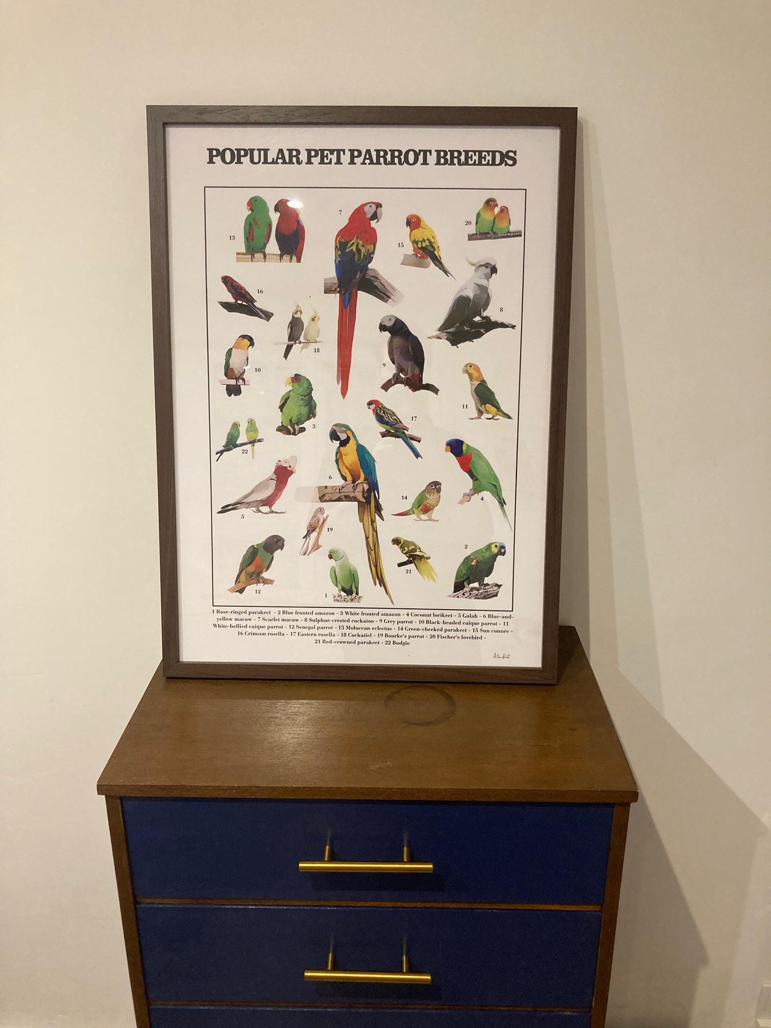 Parrot Species Painting Poster / Birds Species Poster / Animal Type Art ...