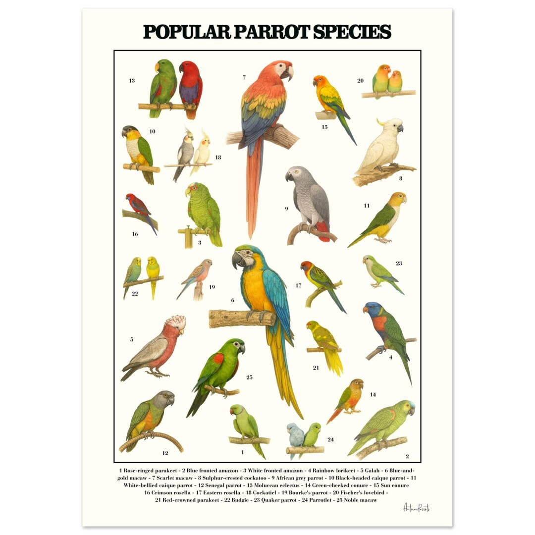 Parrot Species and Types Painting Poster / Birds Species Poster / Mural ...
