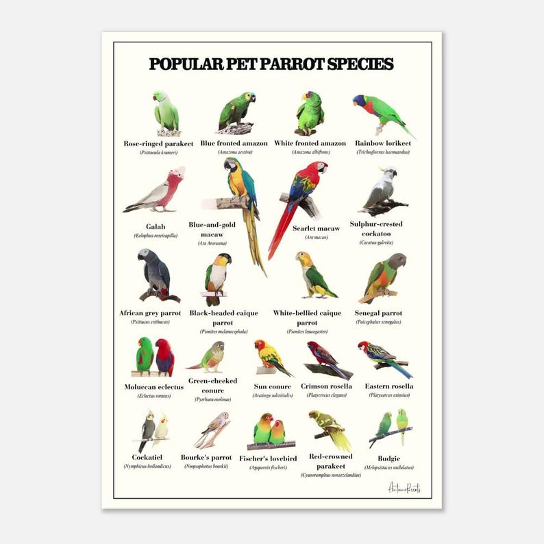 Parrot Species and Types Painting Poster / Birds Species Poster / Mural ...