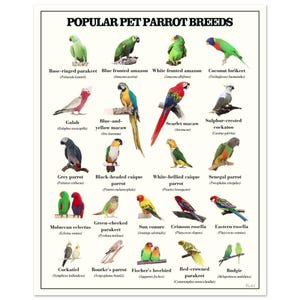Parrot Breeds Painting Poster / Birds Species Poster / Wall Art ...