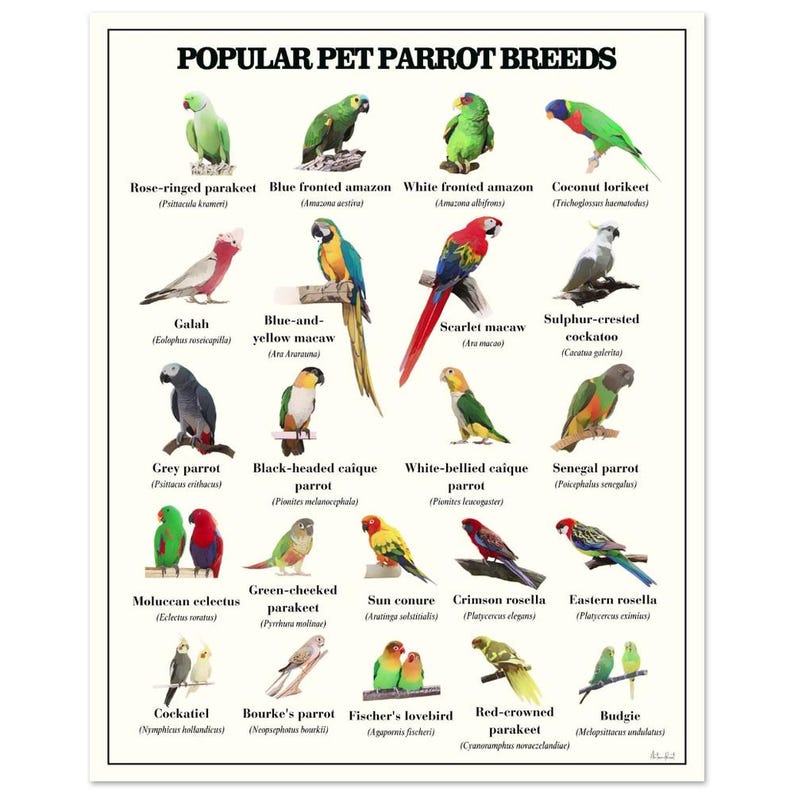 Parrot Breeds Painting Poster / Birds Species Poster / Wall Art ...