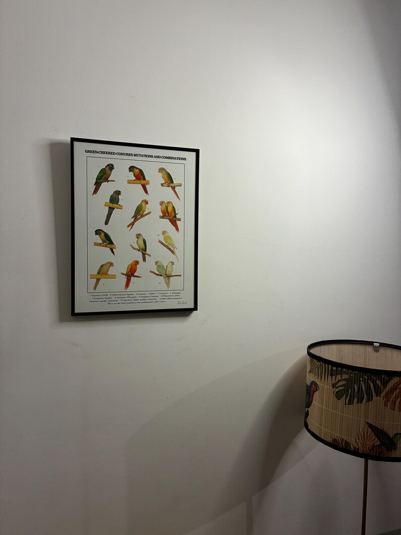 Green Cheek Conures Parrot Mutation Poster – Parrot Species Chart ...