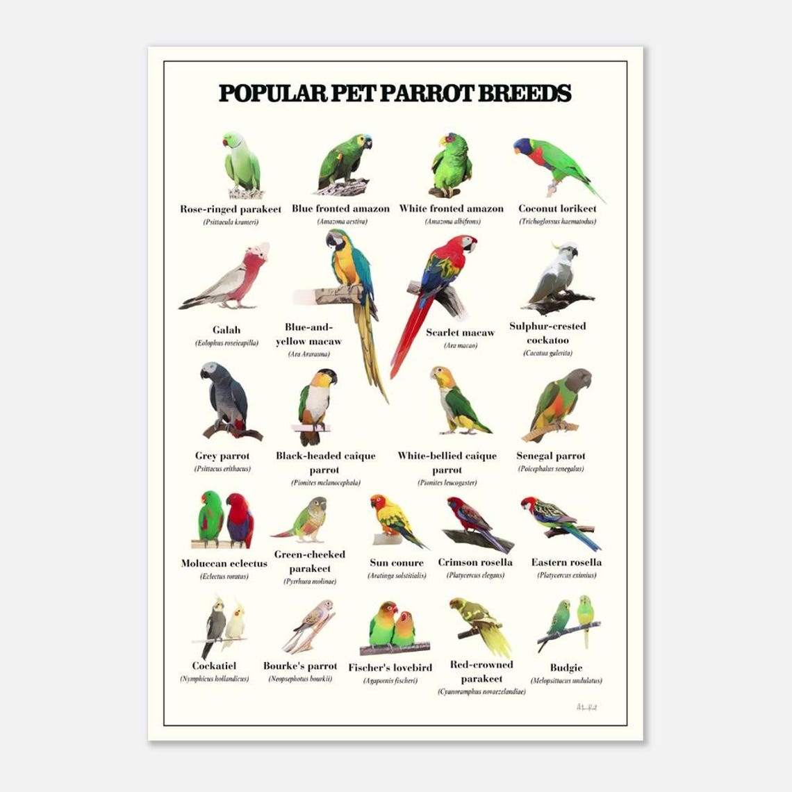Parrot Breeds Painting Poster / Birds Species Poster / Wall Art ...