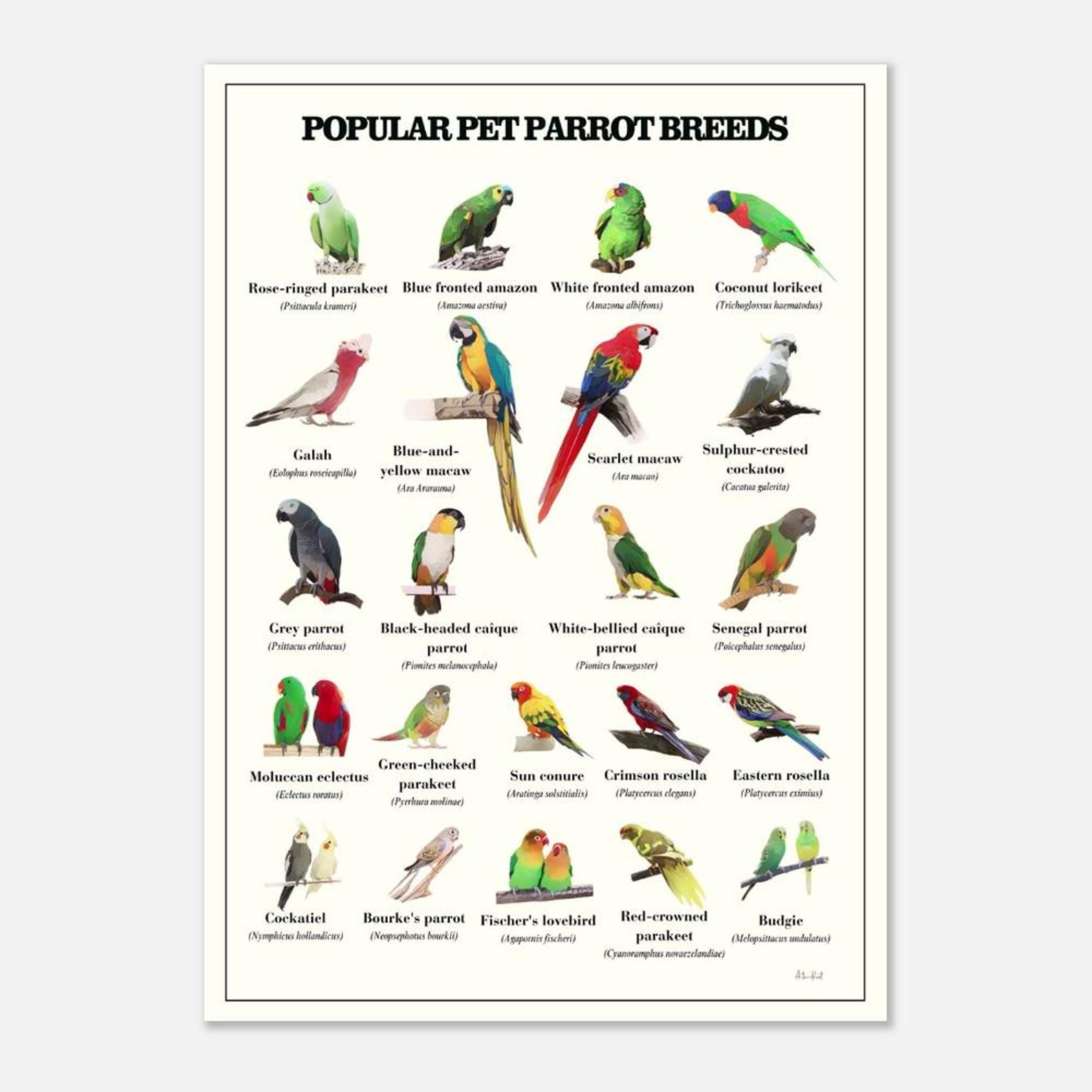 Parrot Breeds Painting Poster / Birds Species Poster / Wall Art ...