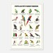 Parrot Breeds Painting Poster / Birds Species Poster / Wall Art ...