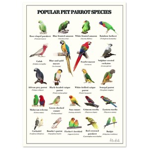 Parrot Species and Types Painting Poster / Birds Species Poster / Mural ...