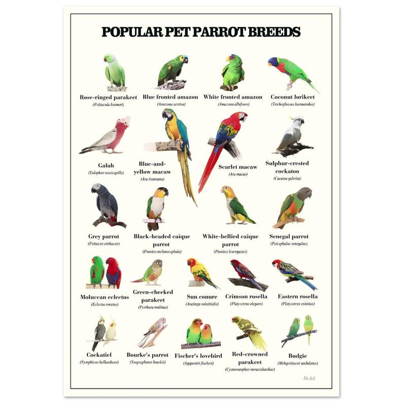 Parrot Breeds Painting Poster / Birds Species Poster / Wall Art ...