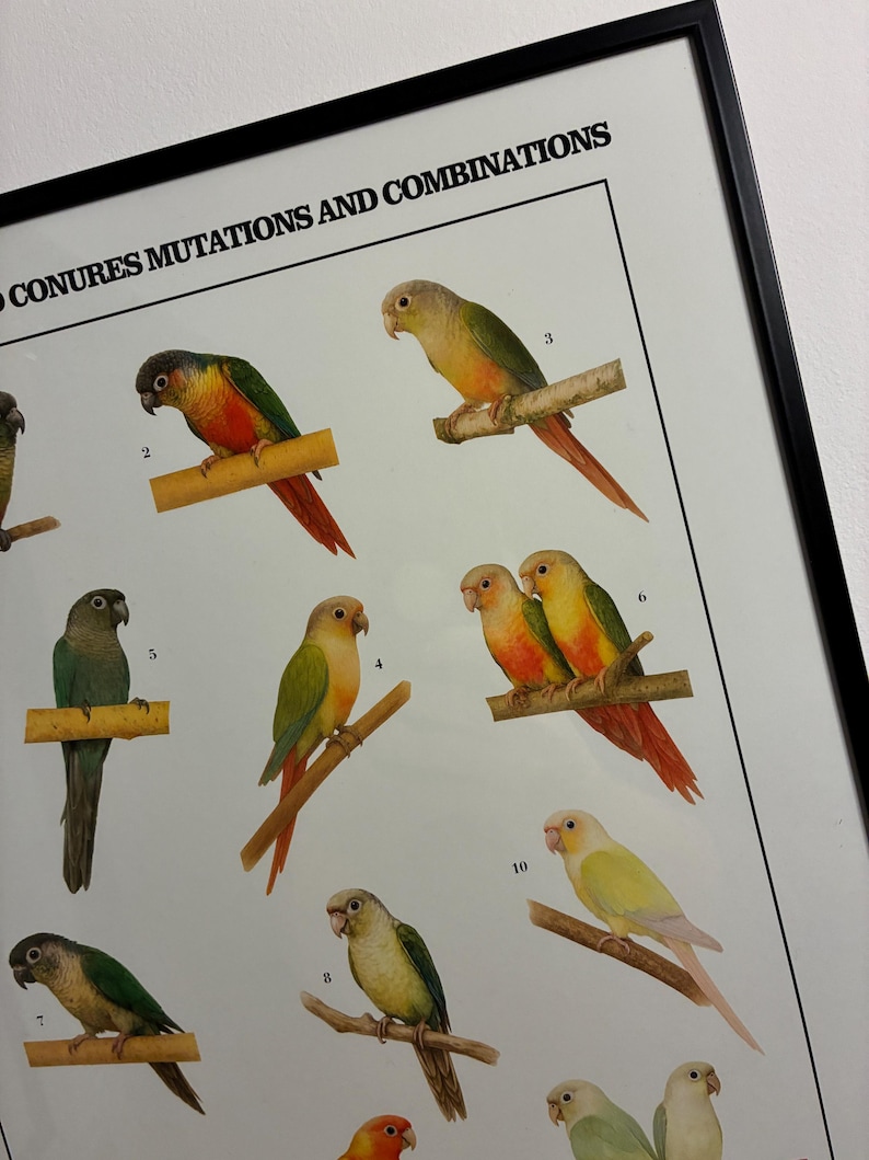 Green Cheek Conures Parrot Mutation Poster – Parrot Species Chart ...