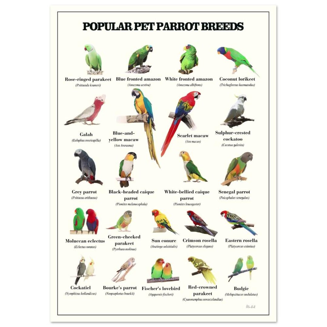 Parrot Breeds Painting Poster / Birds Species Poster / Wall Art ...