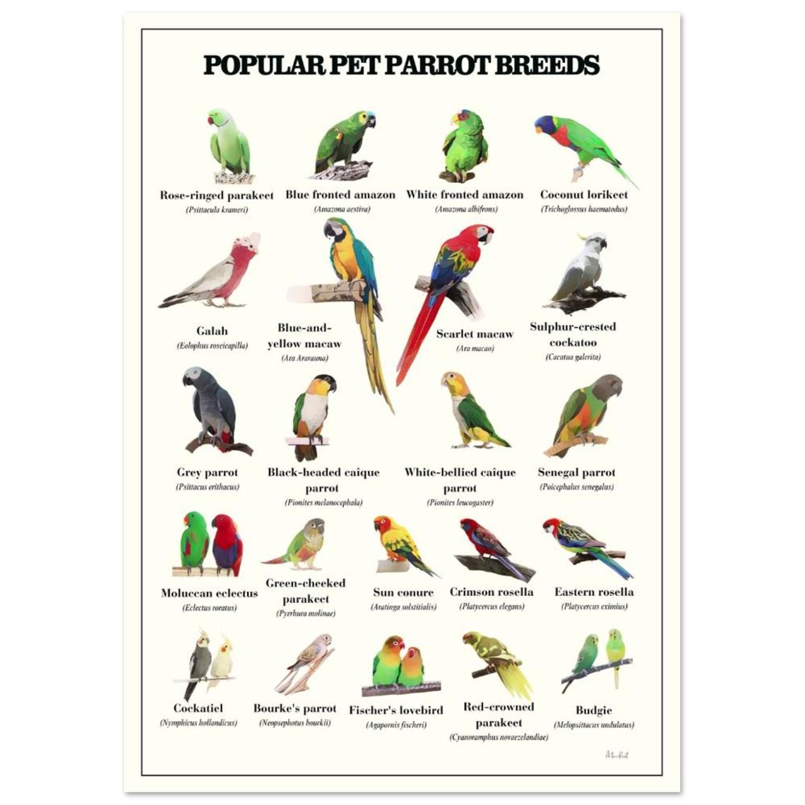Parrot Breeds Painting Poster / Birds Species Poster / Wall Art ...