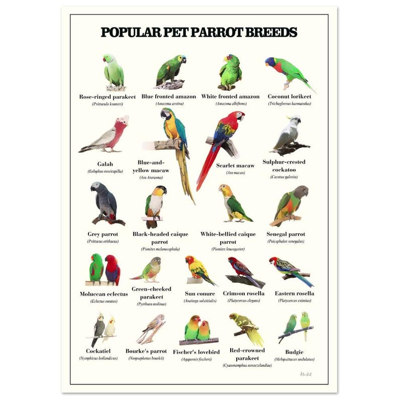 Parrot Breeds Painting Poster / Birds Species Poster / Wall Art ...