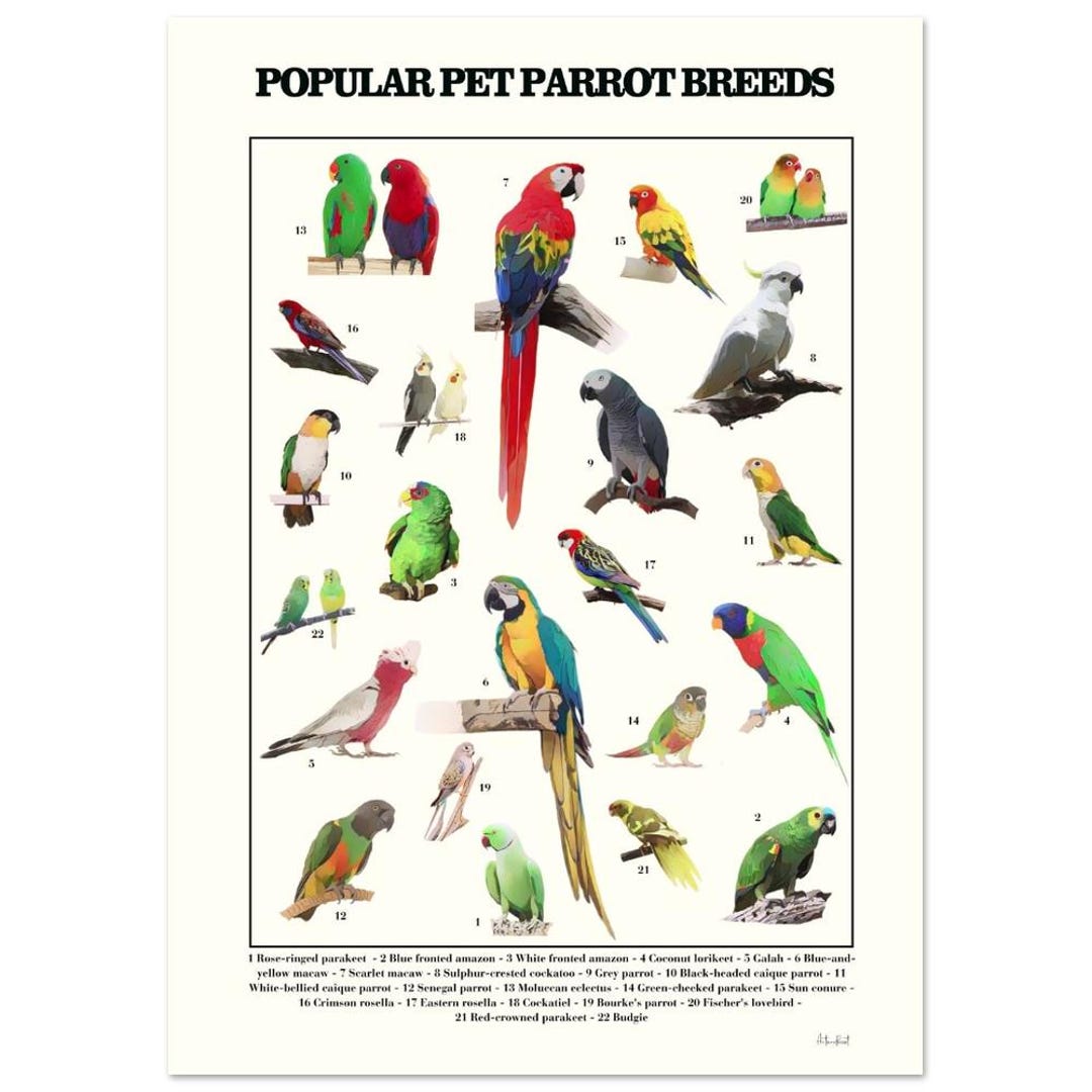 Parrot Species and Types Painting Poster / Birds Species Poster / Mural ...