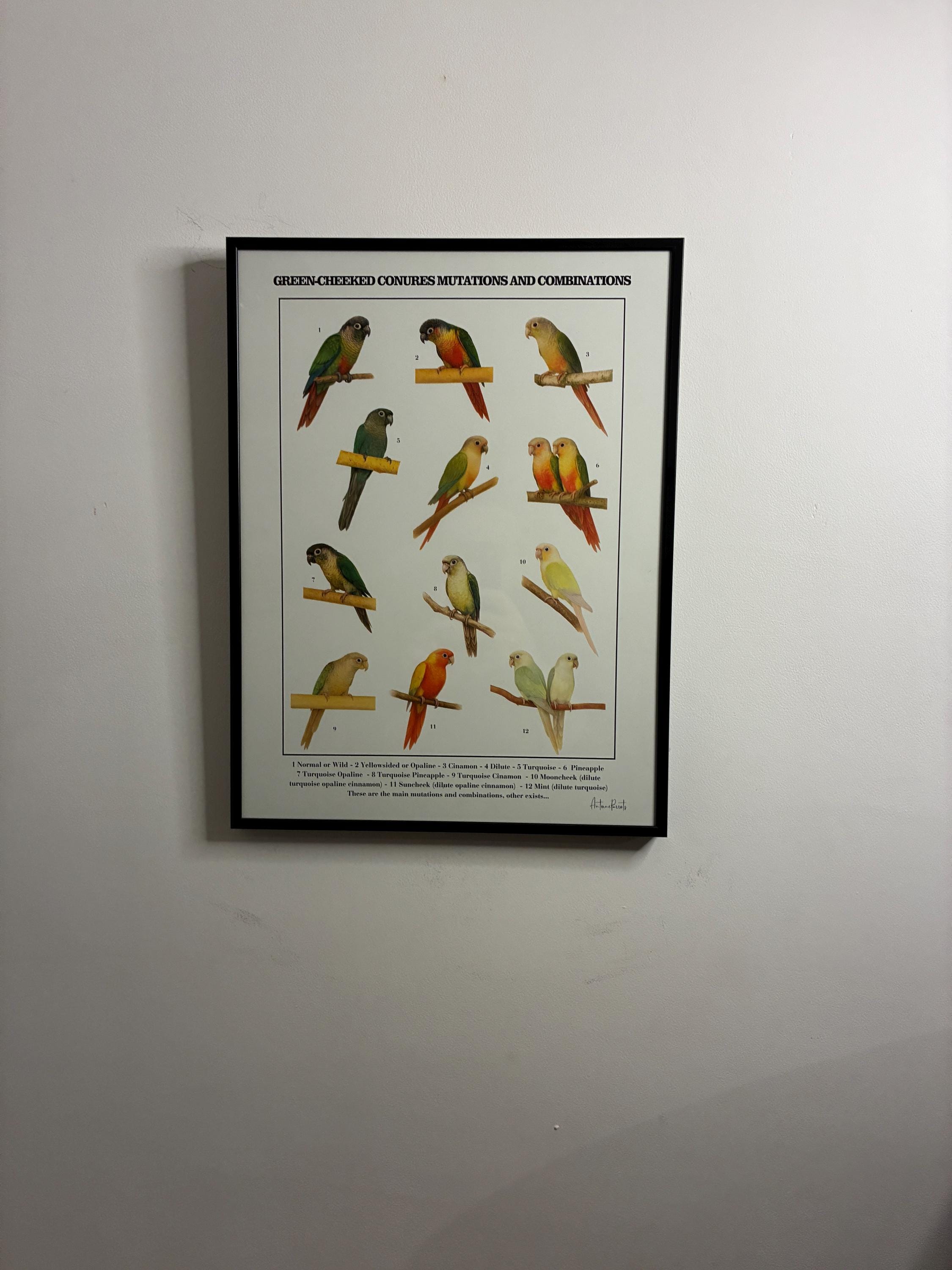 Green Cheek Conures Parrot Mutation Poster – Parrot Species Chart ...