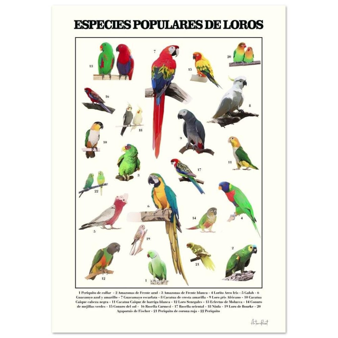 Poster of Painting of Species and Types of Loros / Poster of Species of ...