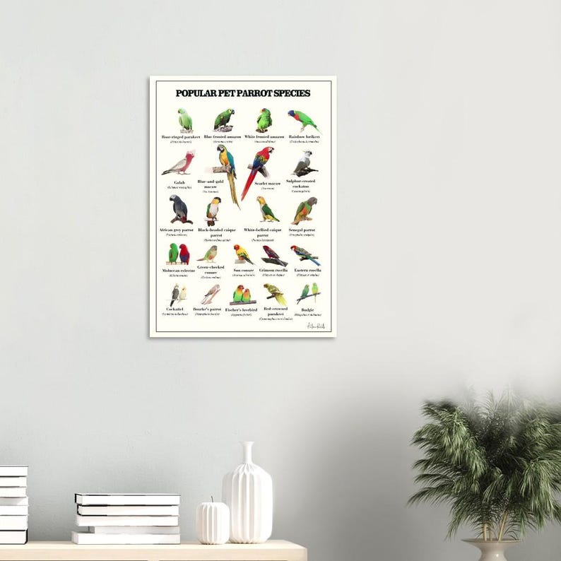 Parrot Species and Types Painting Poster / Birds Species Poster / Mural ...