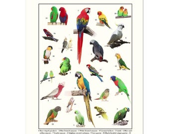 Parrot Breeds Painting Poster / Birds Species Poster / Wall Art ...