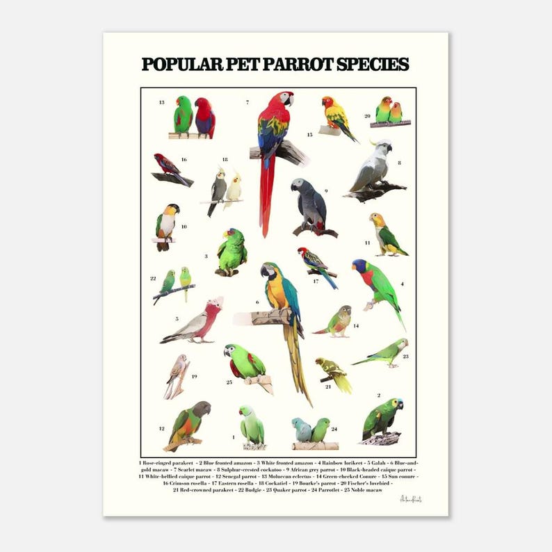 Parrot Species Painting Poster / Birds Species Poster / Animal Type Art ...