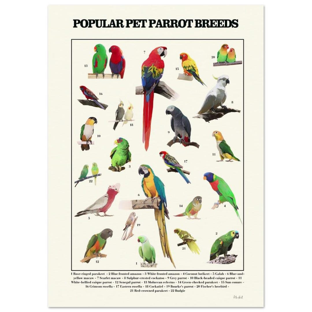 Parrot Species and Types Painting Poster Fine Art Museum Paper / Birds ...