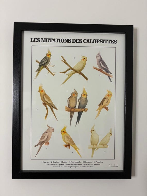 Cockatiel Color Mutations Chart
