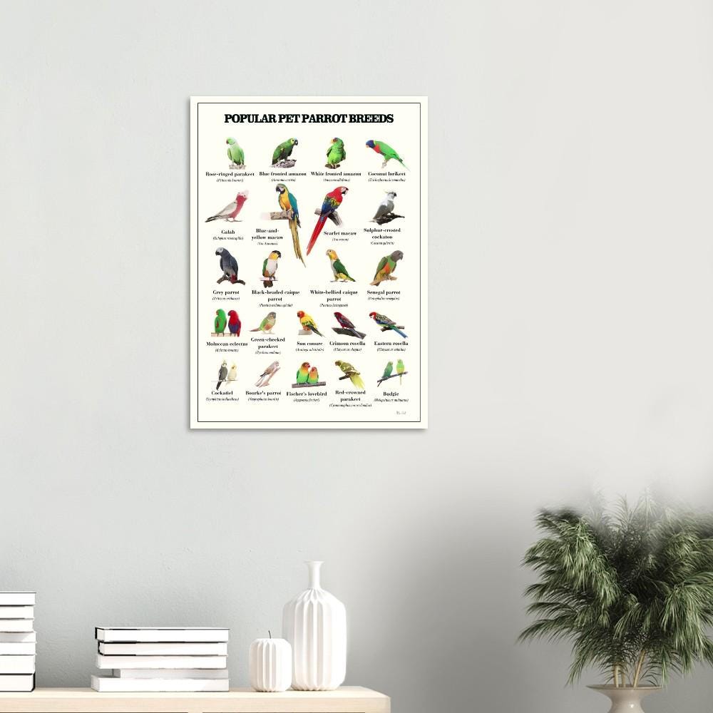 Parrot Breeds Painting Poster / Birds Species Poster / Wall Art ...