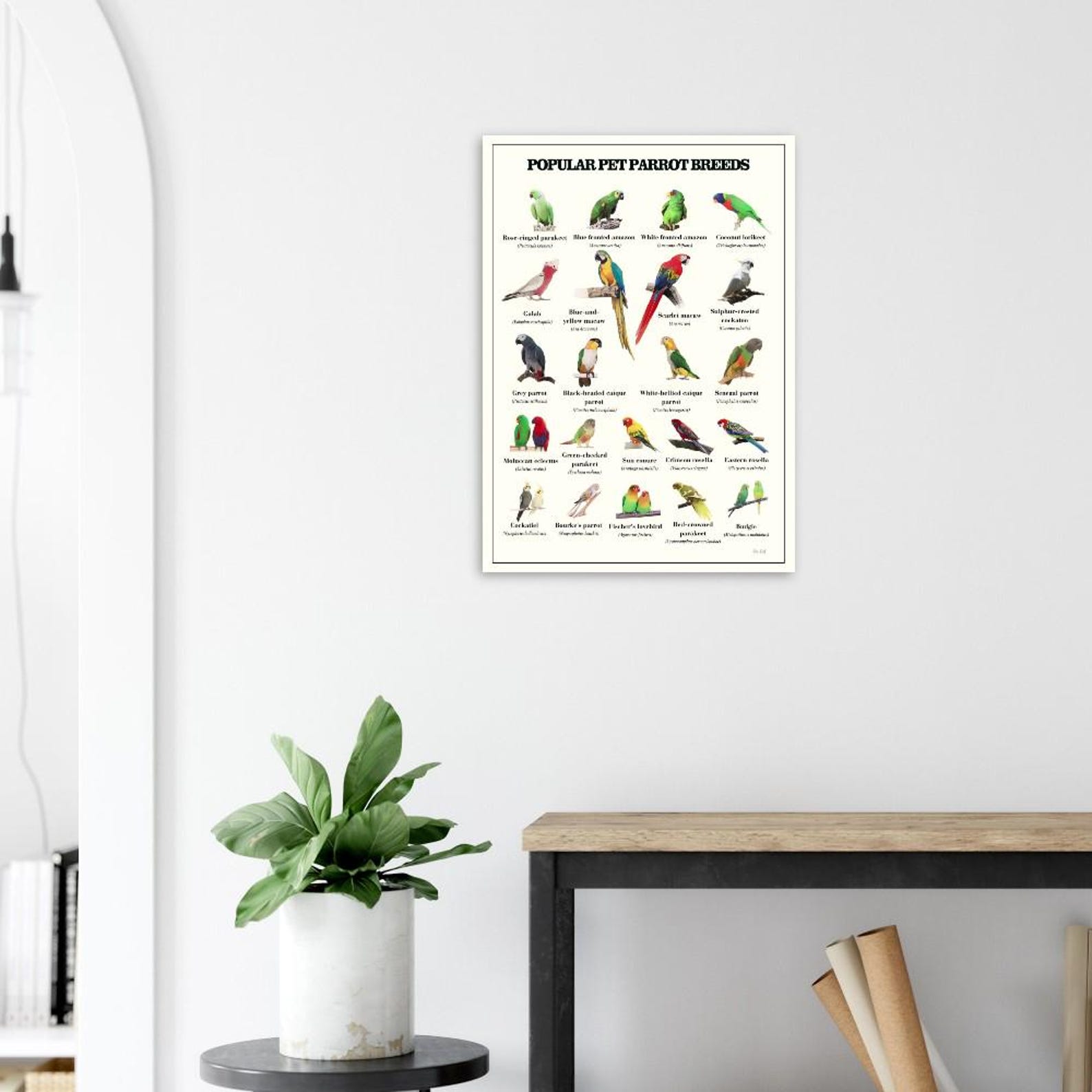 Parrot Breeds Painting Poster / Birds Species Poster / Wall Art ...