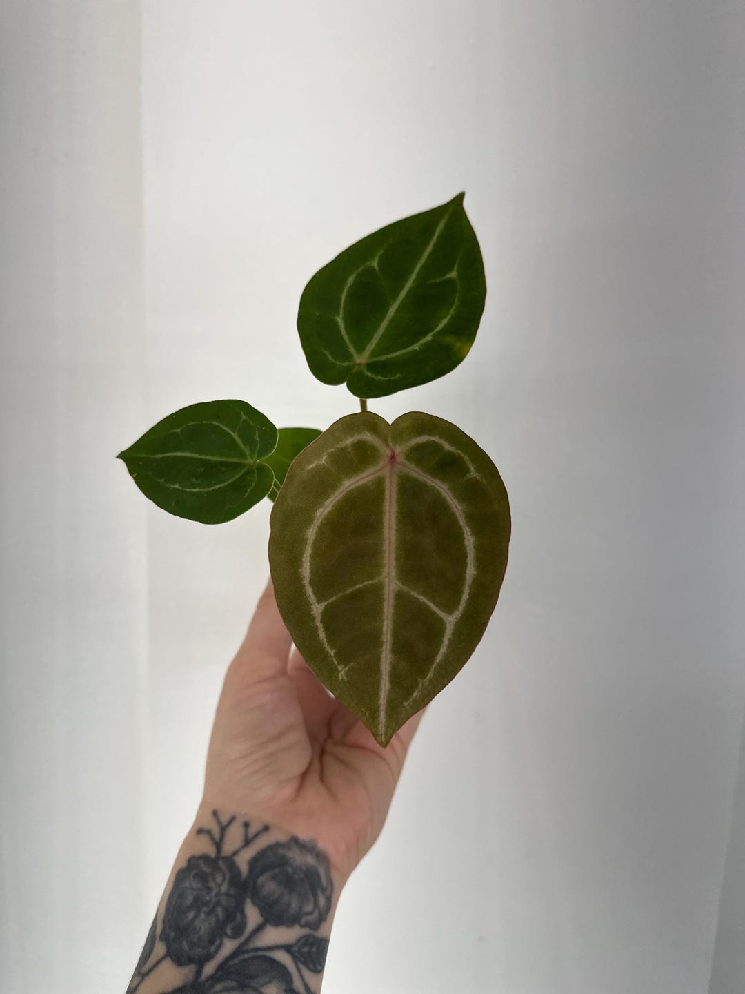 Anthurium Caycee X Doc Block Brielle X Zara * GROWERS CHOICE * - Etsy