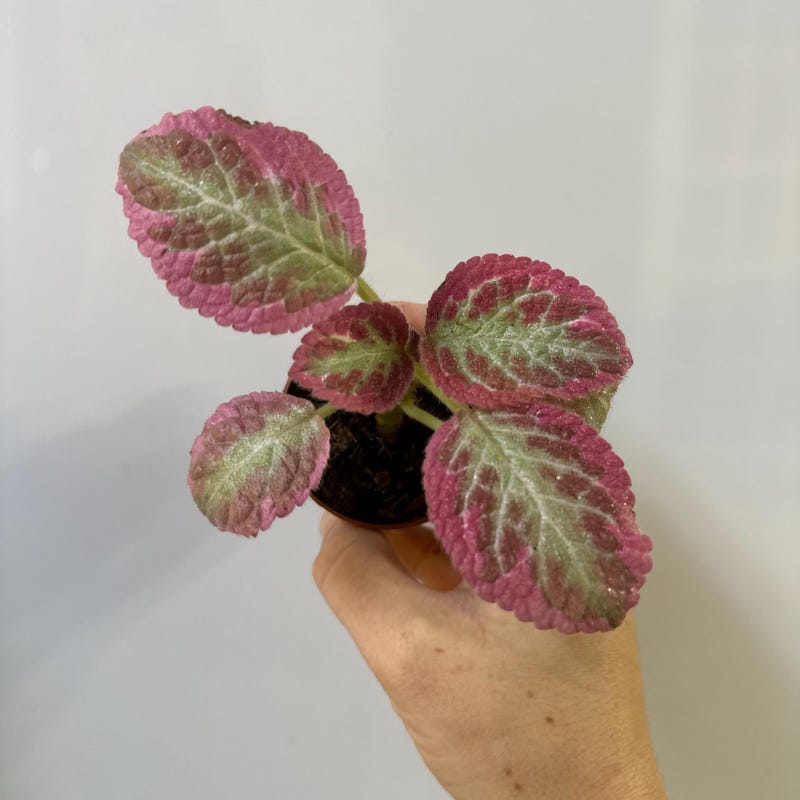 Episcia - Etsy