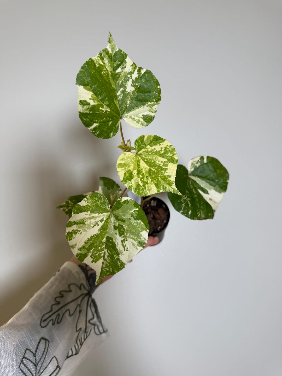 Variegated Hibiscus ‘mahoe’ - Sea Hibiscus 4” - Etsy