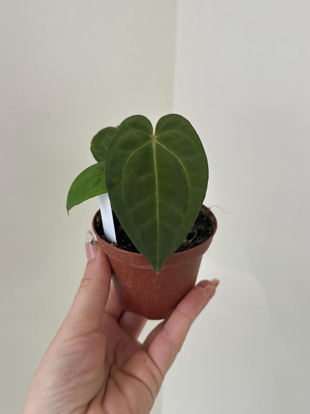 Anthurium Doc Block F2 X Papillilaminum *GROWERS CHOICE-* - Etsy