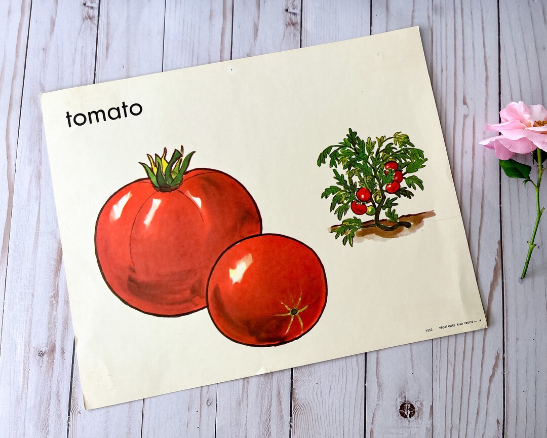 Large Vintage Tomato Flashcard - Etsy
