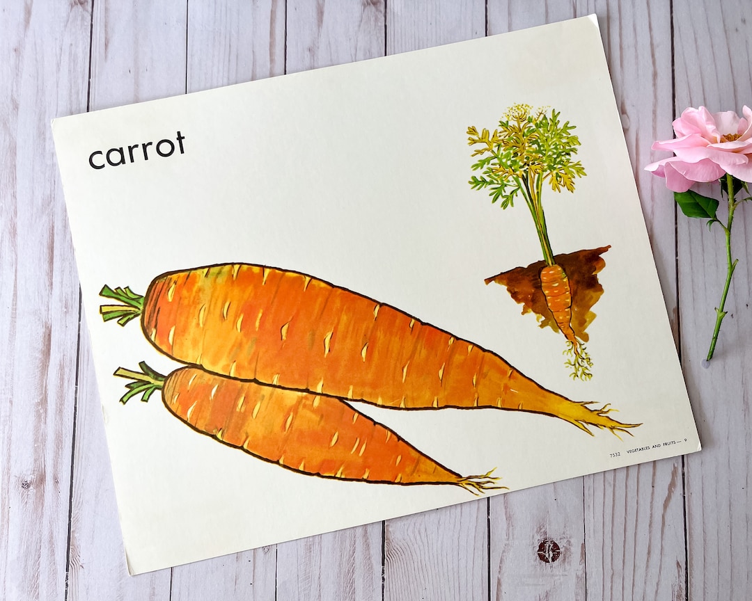 Large Vintage Carrot Flashcard - Etsy