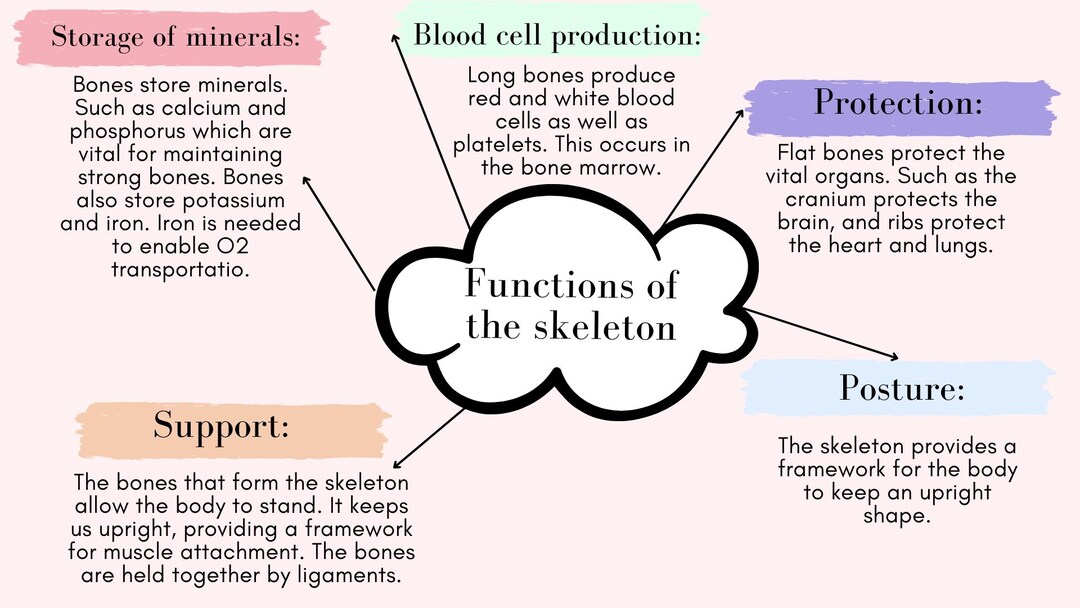 Skeletal System Revision Tool Part 2 - Etsy