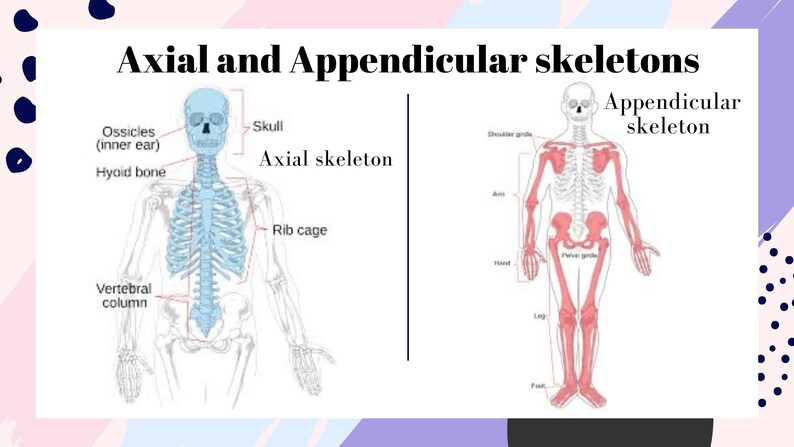 Skeletal System Revision Tool Part 1 - Etsy
