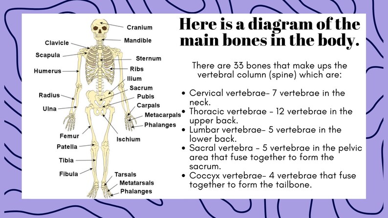 Skeletal System Revision Tool Part 1 - Etsy