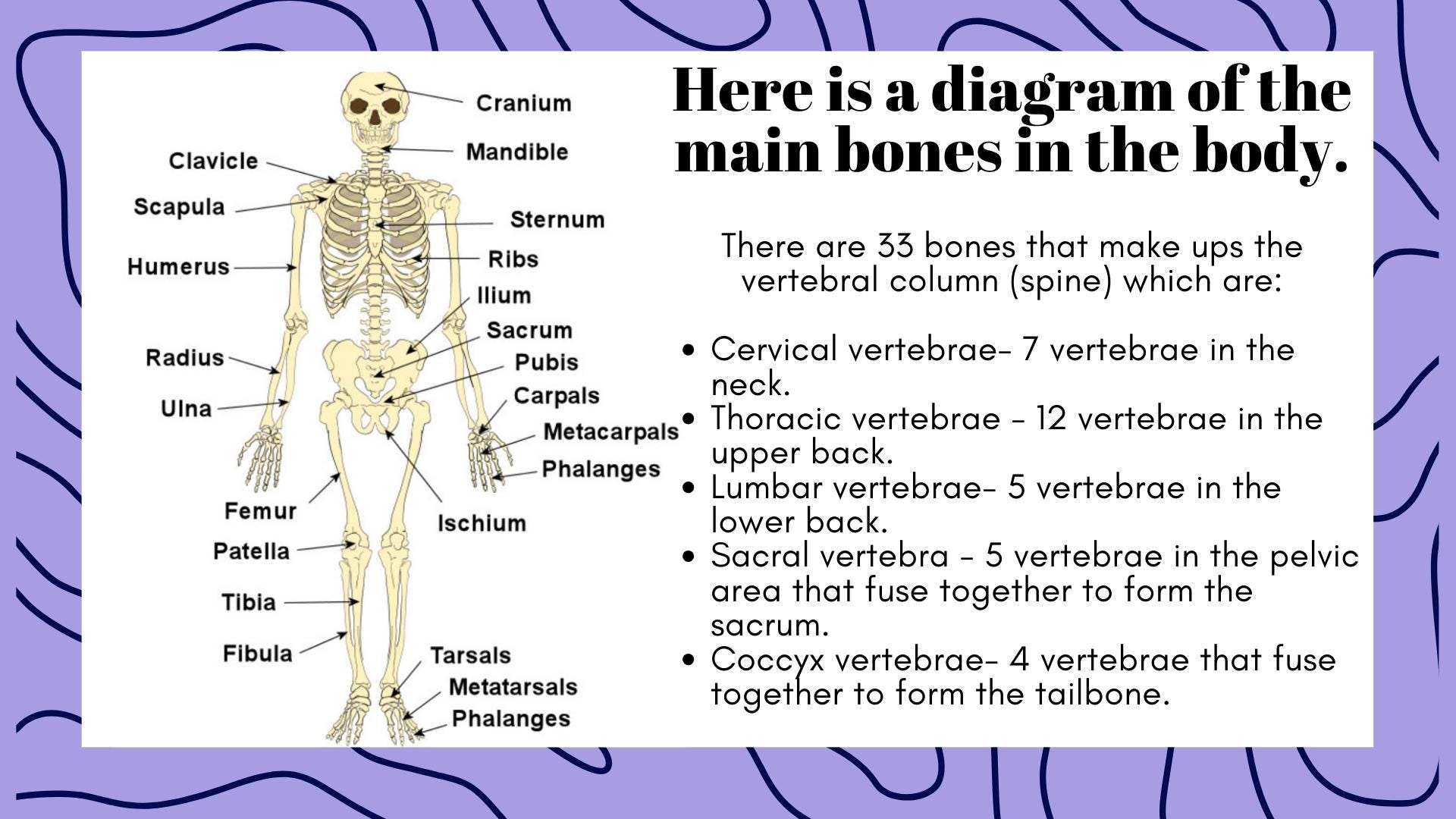 Skeletal System Revision Tool Part 1 - Etsy