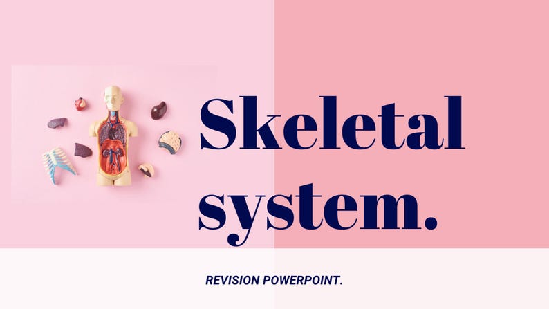 Skeletal System Revision Tool Part 1 - Etsy