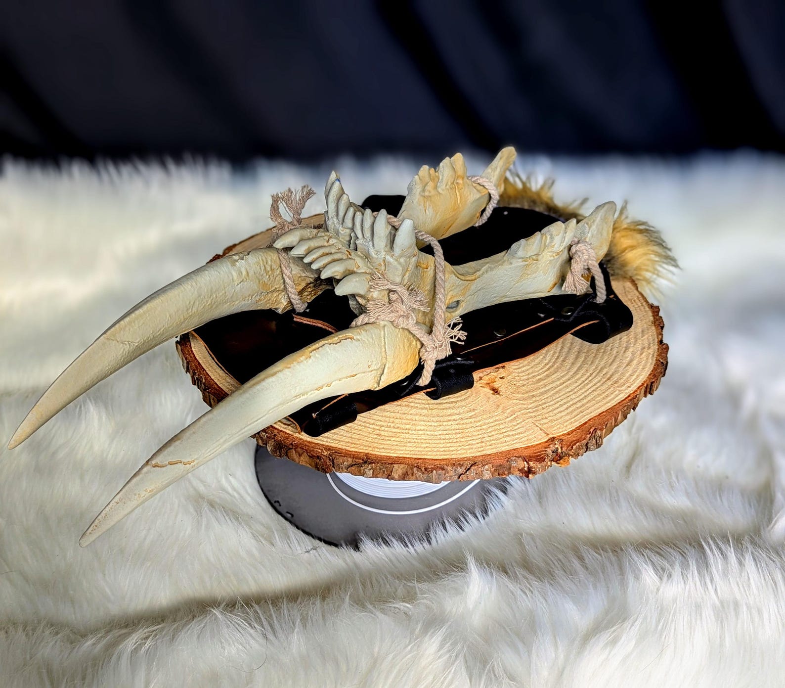 Saber Tooth Jaw Bone Forearm Armor - Etsy