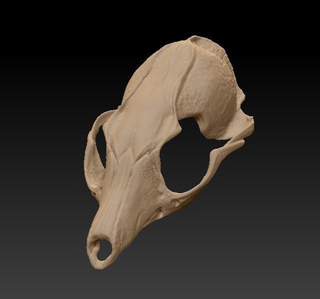 Small Fox Skull STL File - Etsy
