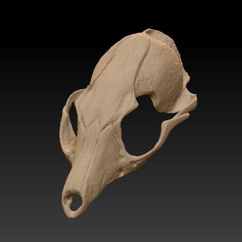 Fox Skull - Etsy