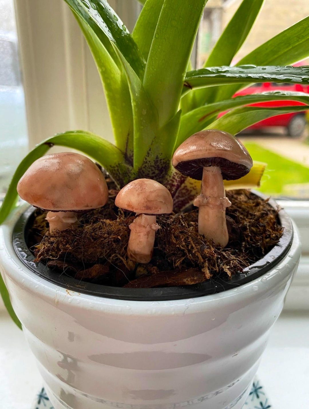 Beige Polymer Clay Toadstools - Etsy