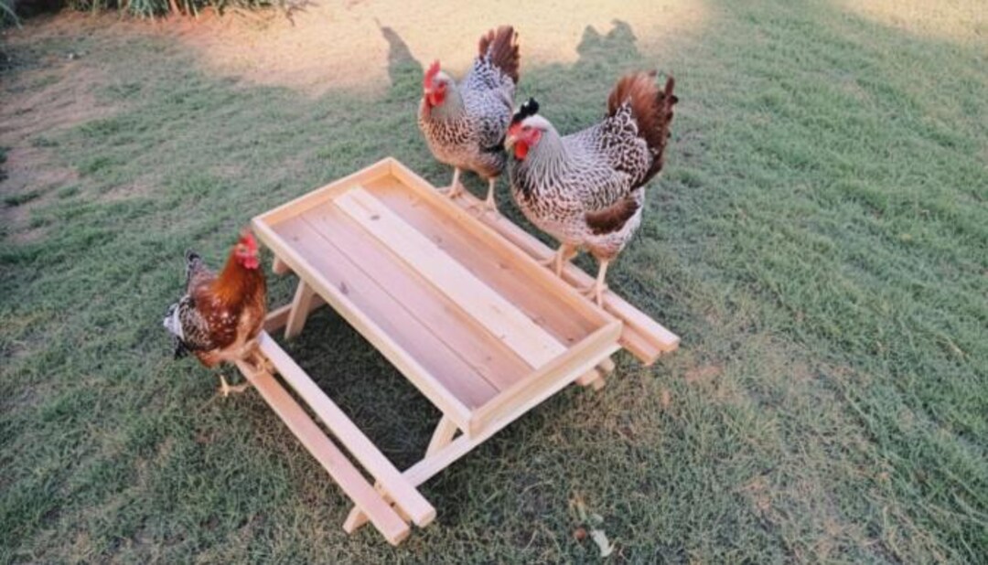 DIY Chicken Picnic Table Plans: Backyard Poultry Project (digital ...
